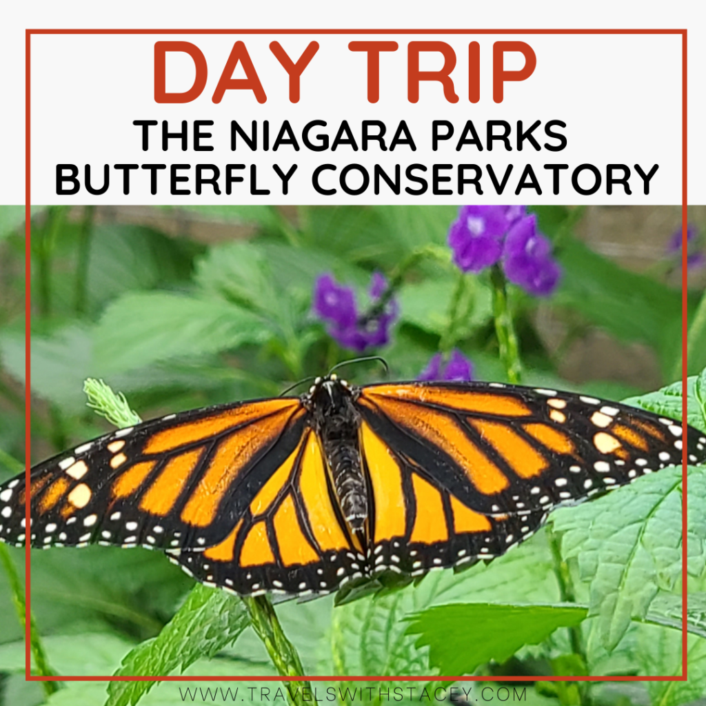 The Niagara Parks Butterfly Conservatory - Travels With Stacey